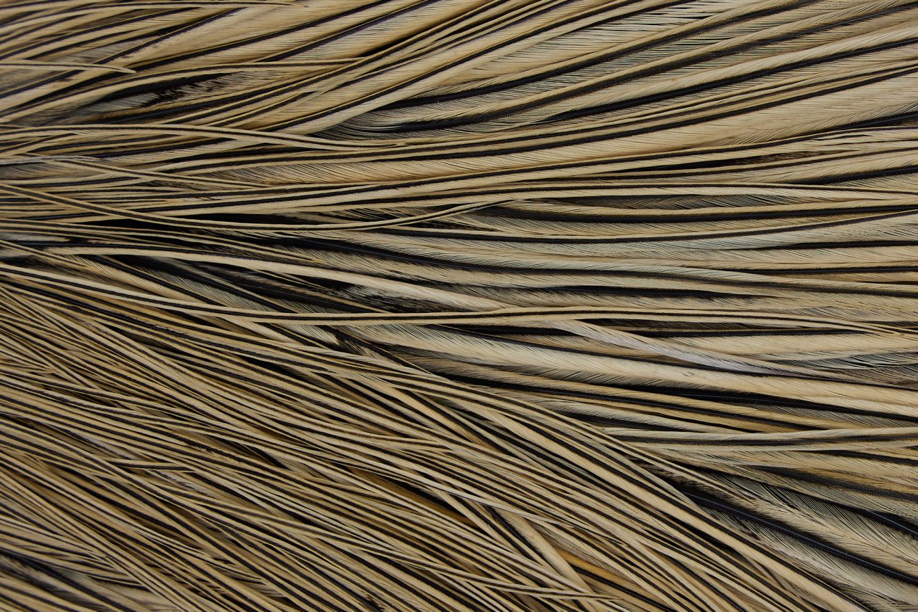 Badger Rooster Capes and Saddles Color Wall