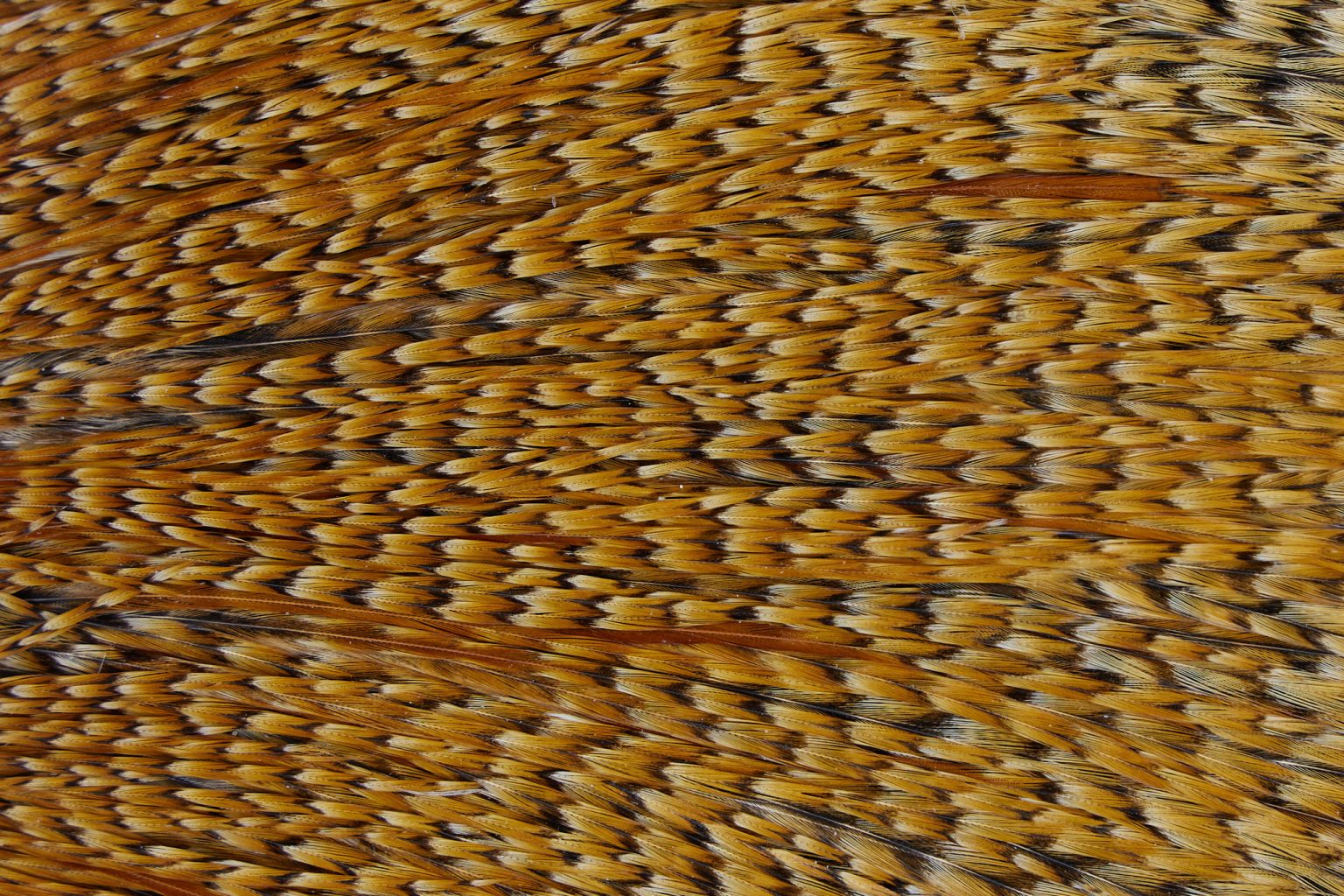 JimsFlyCo Barred Ginger Rooster Capes and Saddles