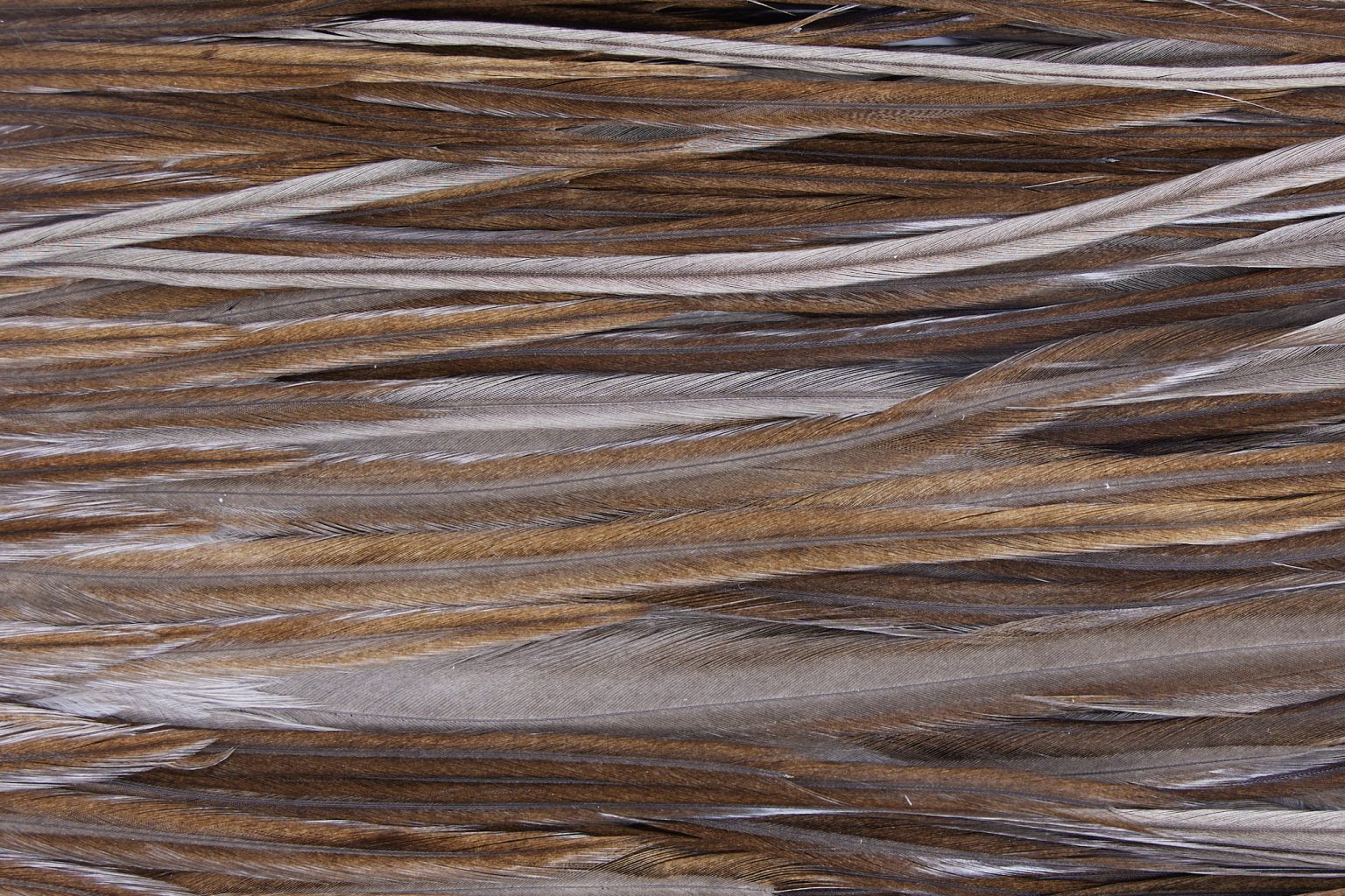 Brown Dun Rooster Capes and Saddles Color Wall