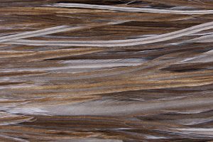 Brown Dun Rooster Capes and Saddles Color Wall