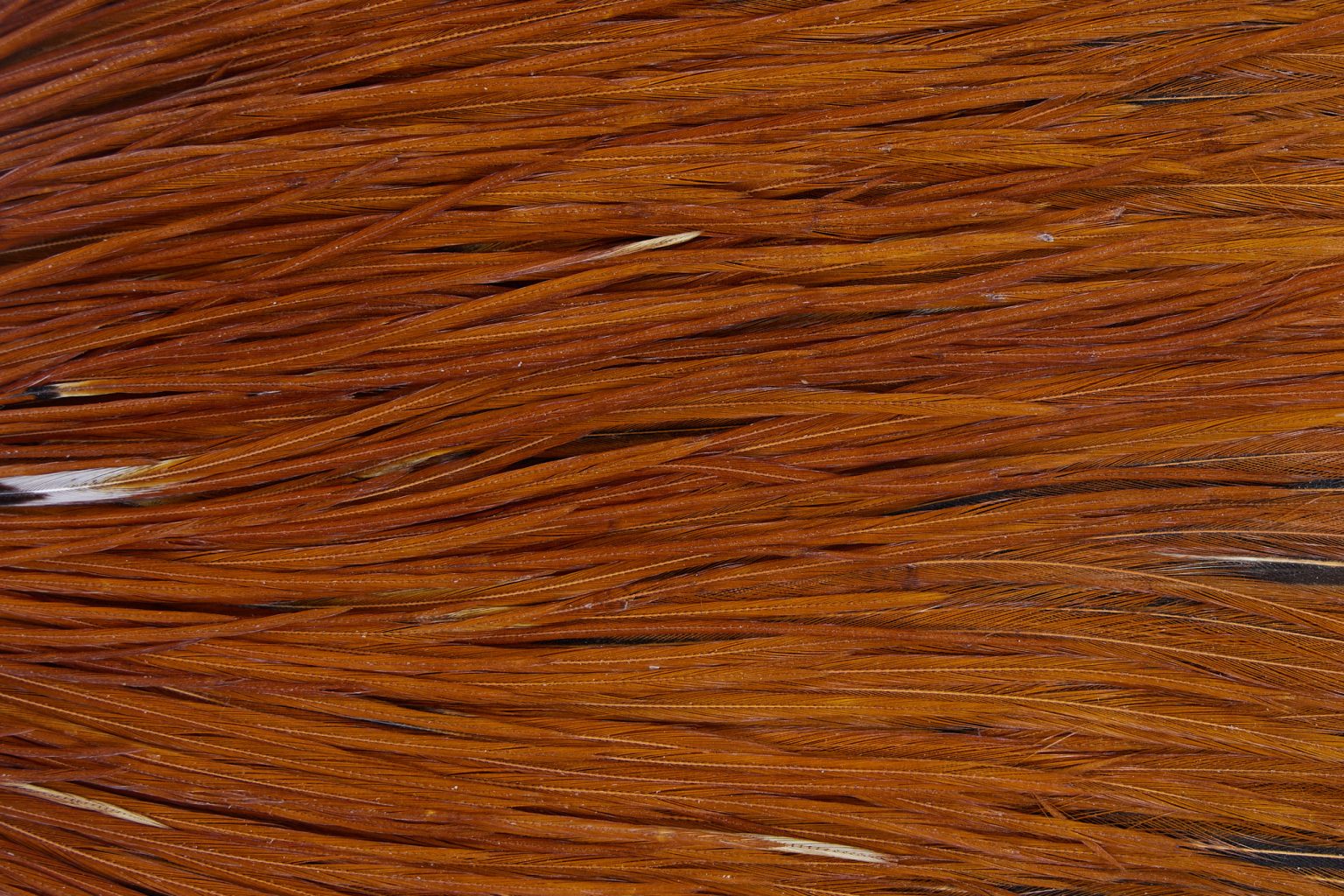 Brown Rooster Capes and Saddles Color Wall