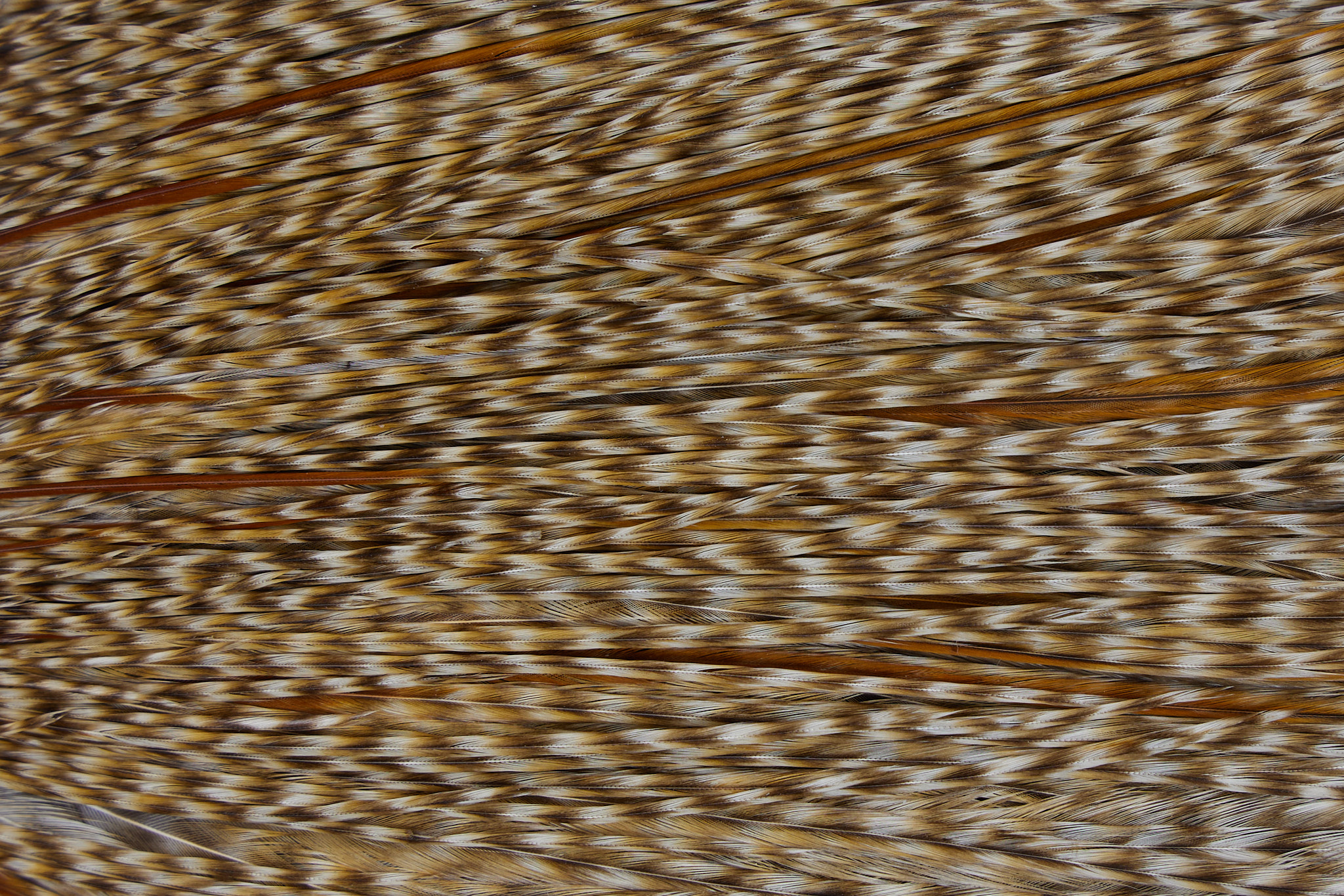 Shop Whiting Dun Cree Dry Fly Capes and Saddle Hackle