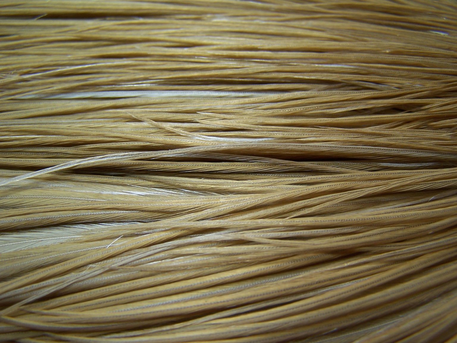 Light Ginger Dun Capes and Saddles Color Wall