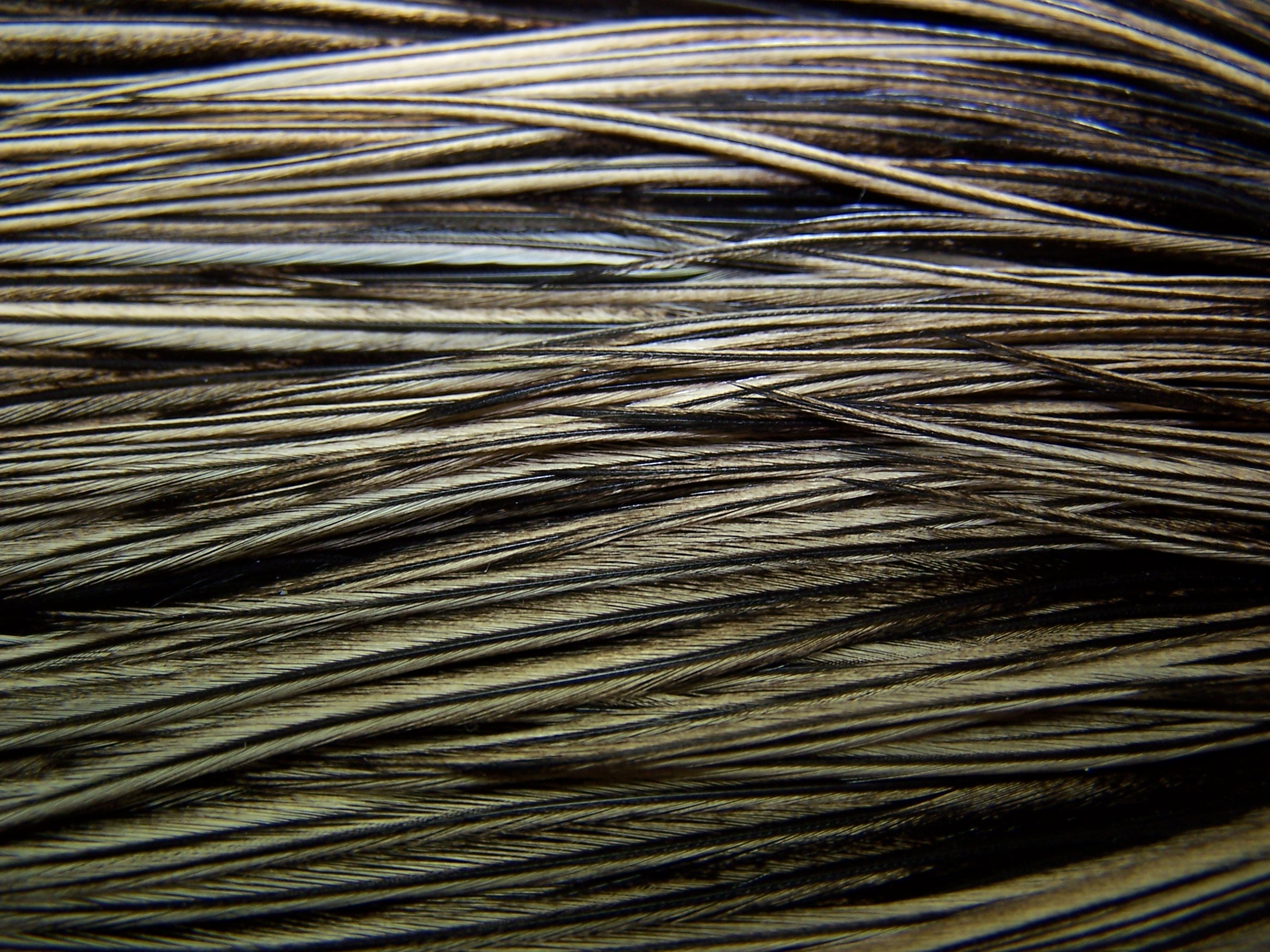 Speckled Badger Rooster Capes and Saddles Color Wall