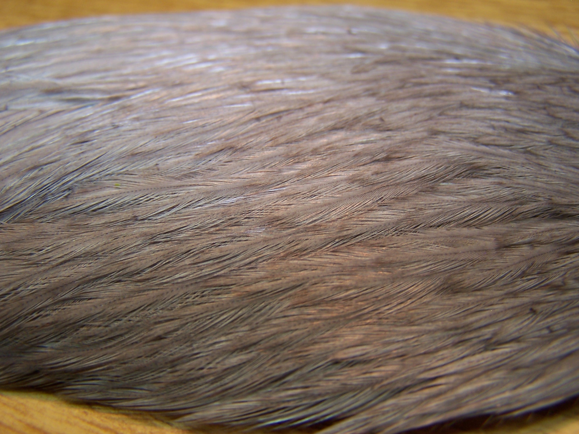 Medium Grey Dun Capes and Saddles Color Wall