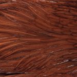 Shop Whiting Coachman Brown Dry Fly Capes and Saddles