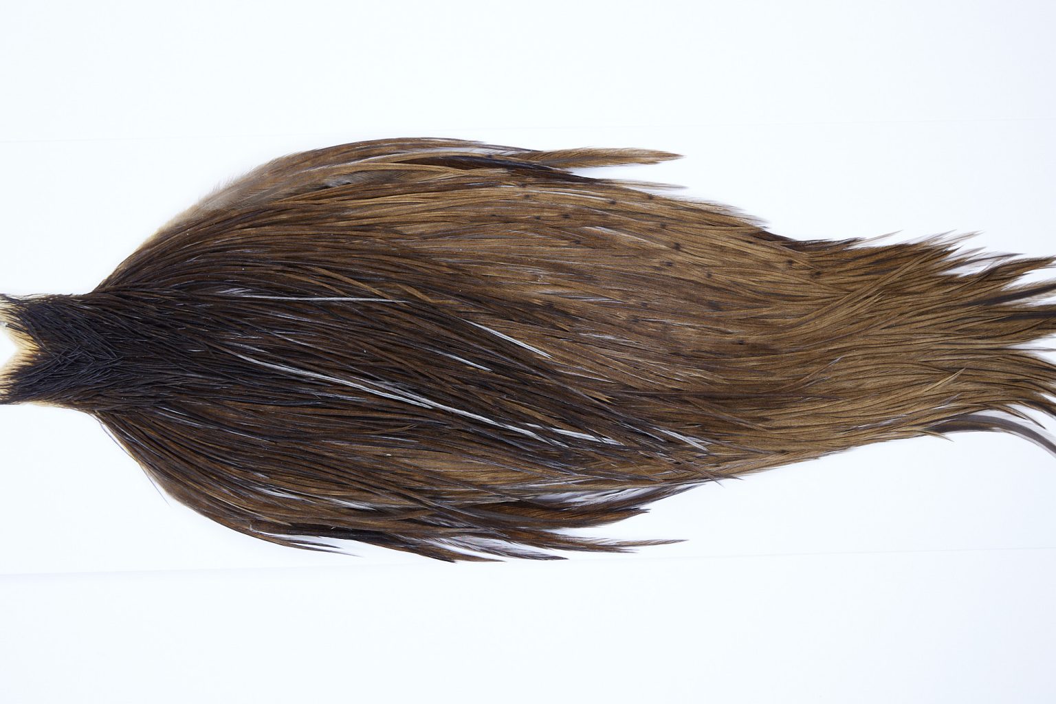 Brown Dun Rooster Capes and Saddles Color Wall