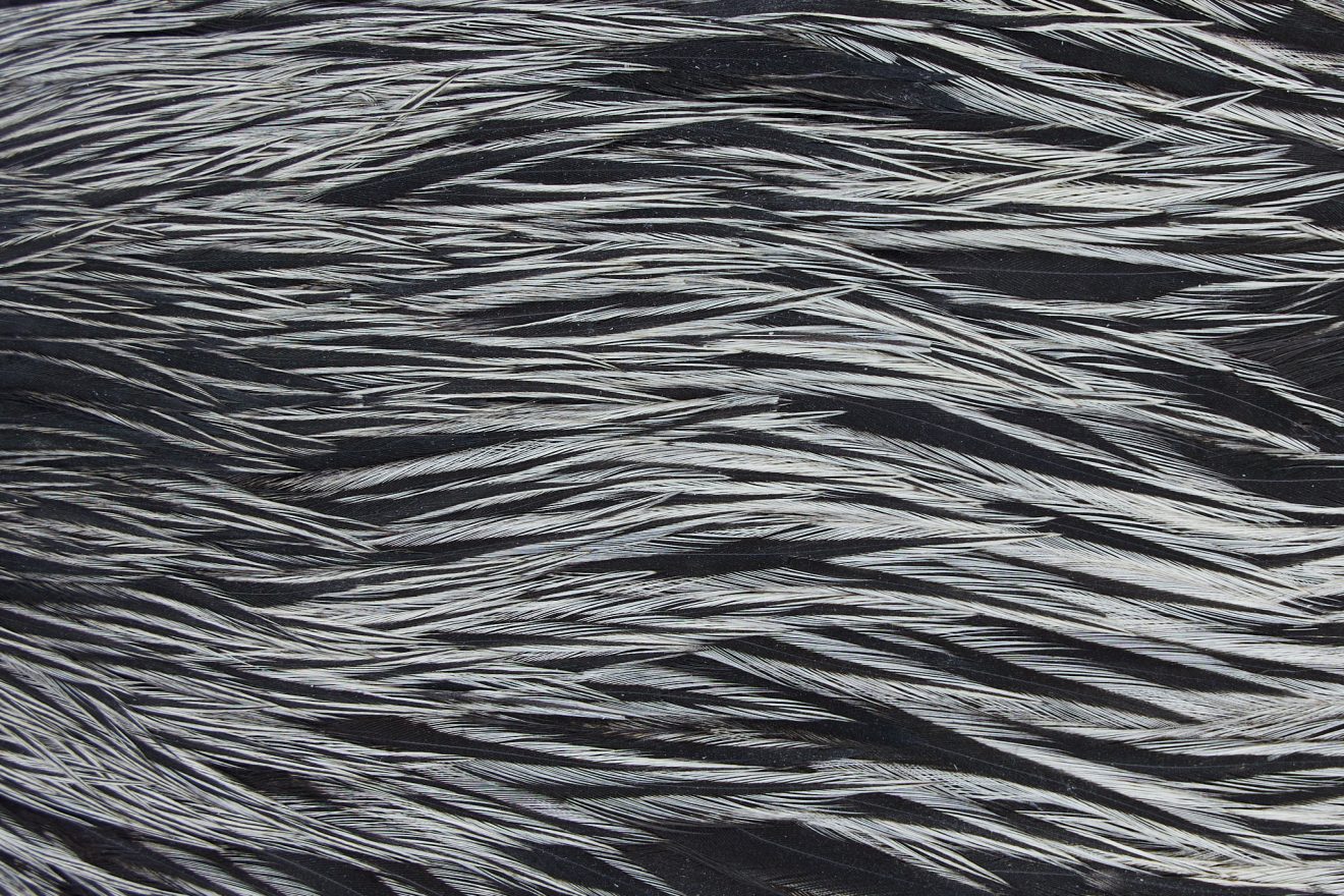 Coq De Leon Silver Badger Hen Capes and Saddles