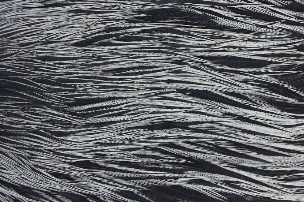 American Silver Badger Hen Capes and Saddles