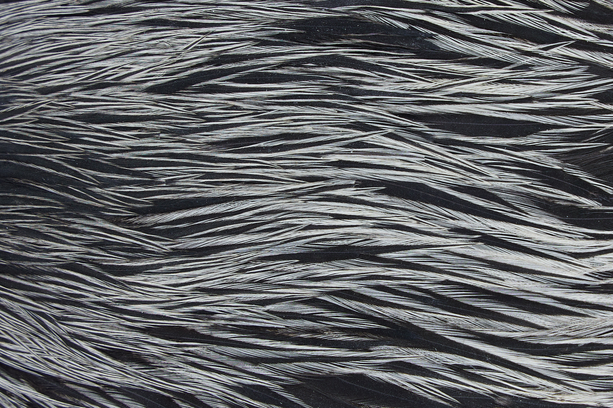 Coq De Leon Silver Badger Hen Capes and Saddles