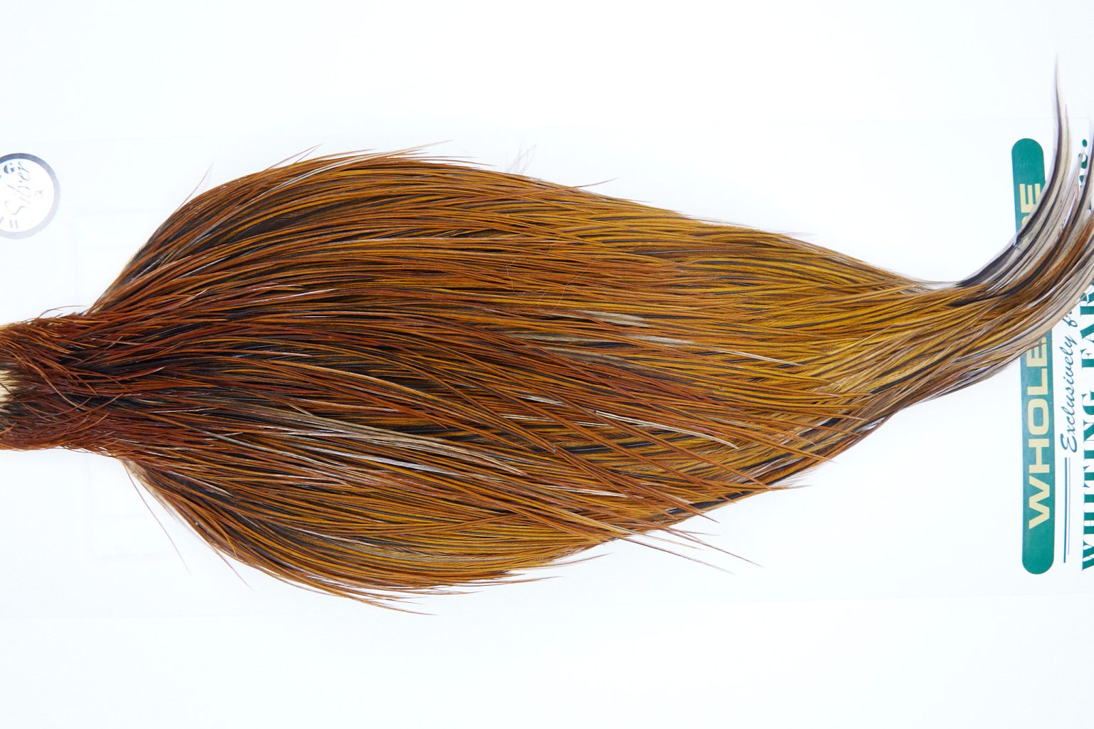 Light Brown Capes and Saddles Color Wall