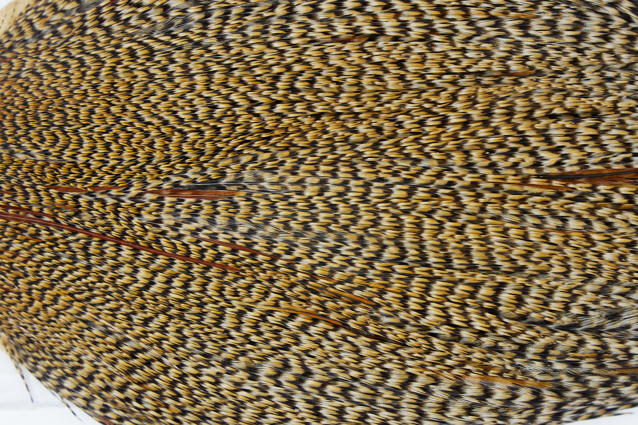 Cree Rooster Capes and Saddles Color Wall