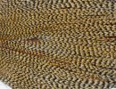 Whiting Hackle Colors | Whiting Hackle Color Chart